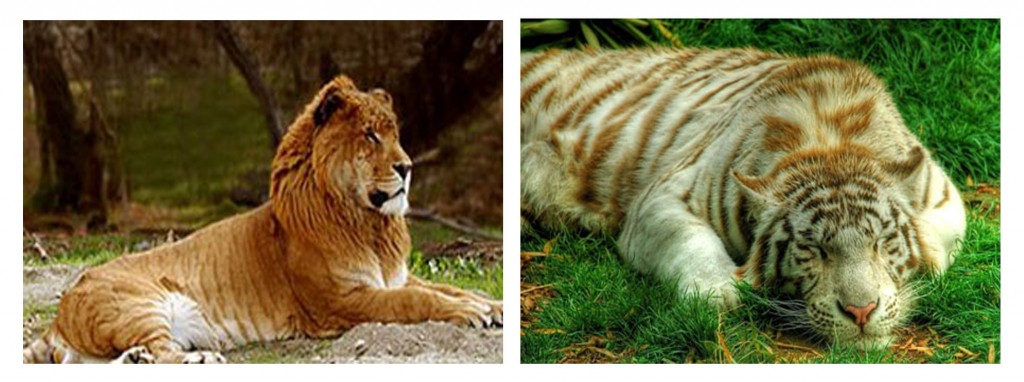 “Ligres...Tigrones. Todos quieren ser los campeones” - Mascotas